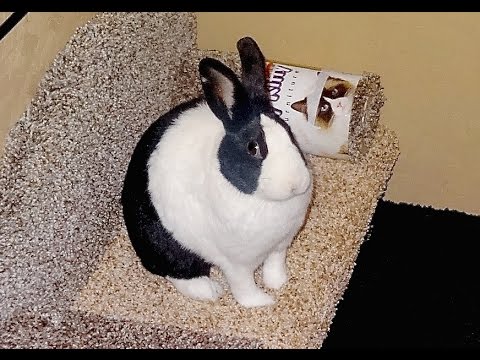 How to: Indoor pen and three-level cage for house rabbit. From "The ...