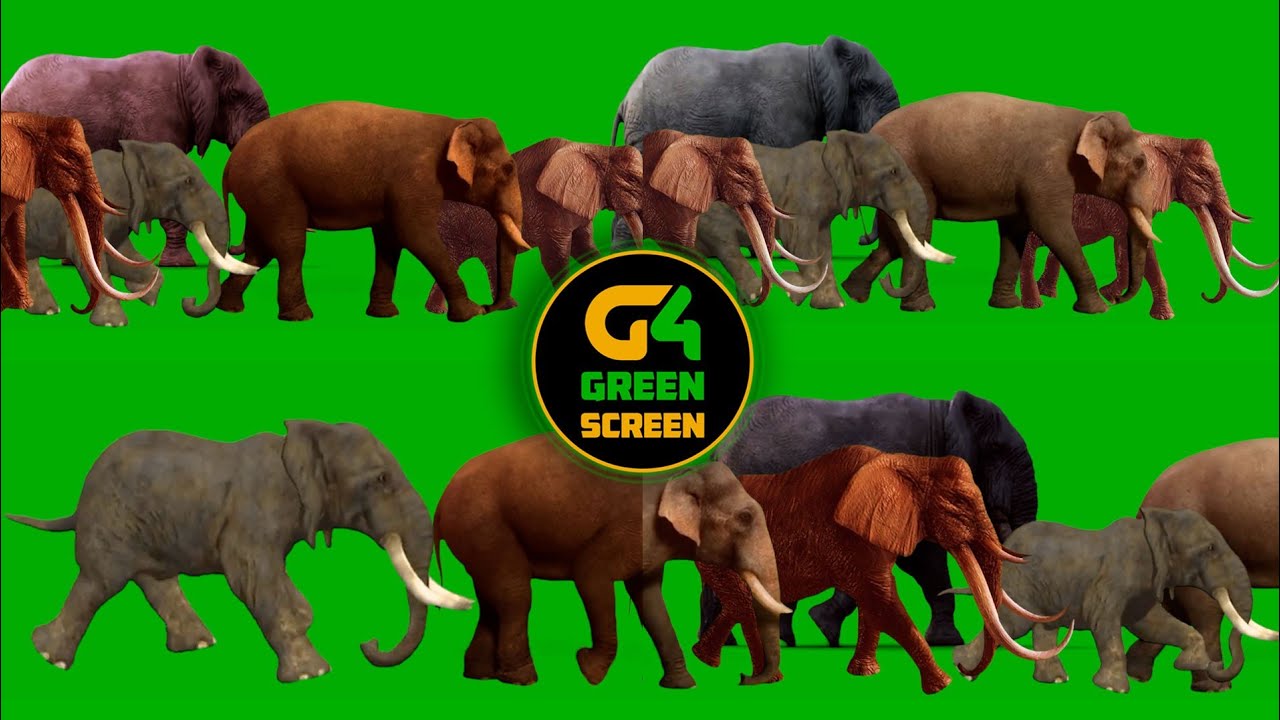 Real Elephant Running Walking Green Screen With Sound Effect | Zoo ...