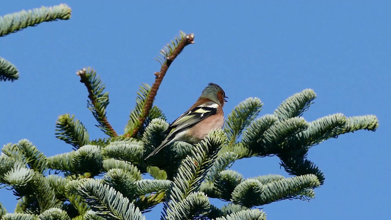 Bogfinke / Chaffinch (Fringilla coelebs) - YouTube