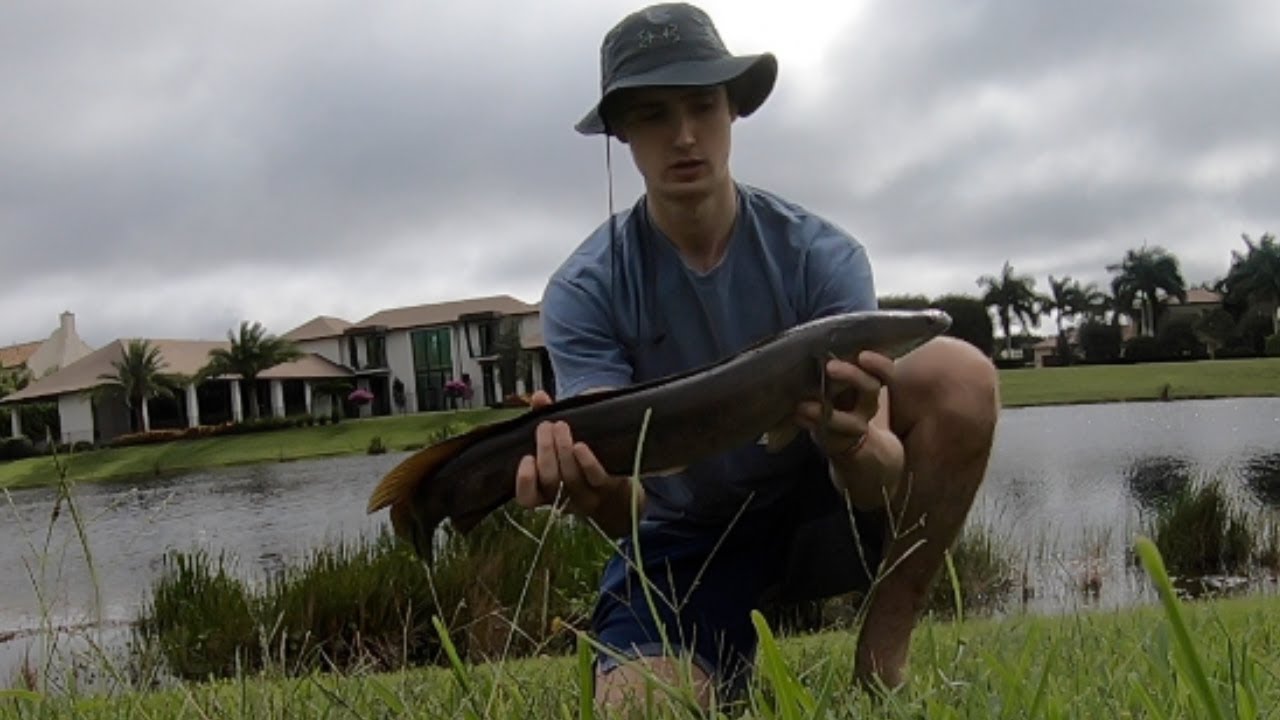 Invasive SNAKEHEADS Best Freshwater Fish!?!? (Wellington, Florida ...