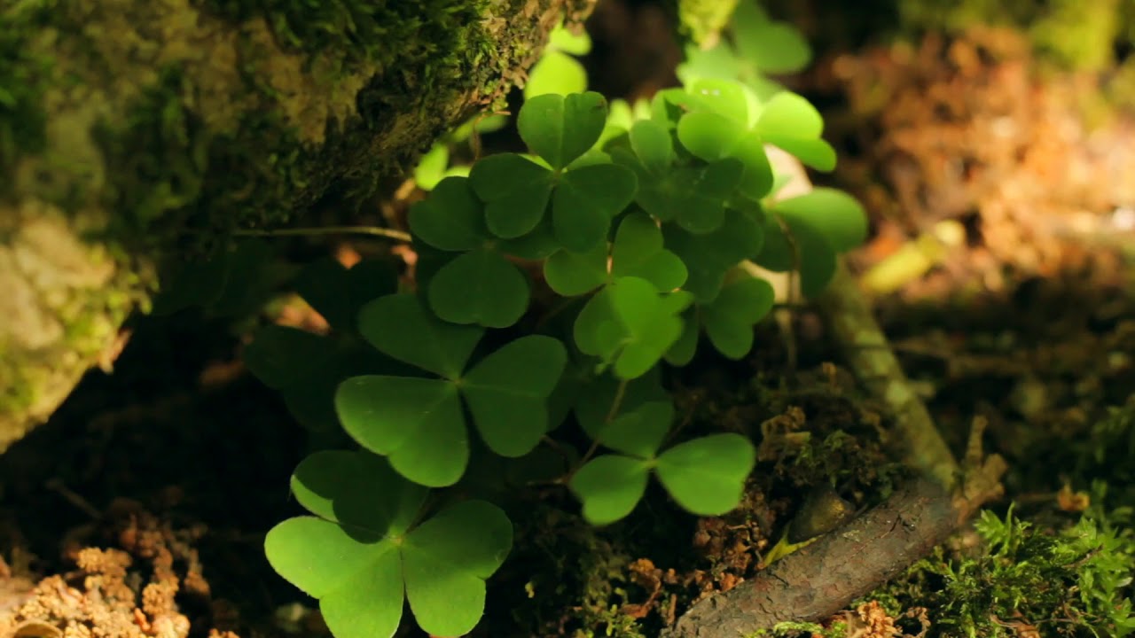 How it works - how to get perfect soil (and the biology behind it ...