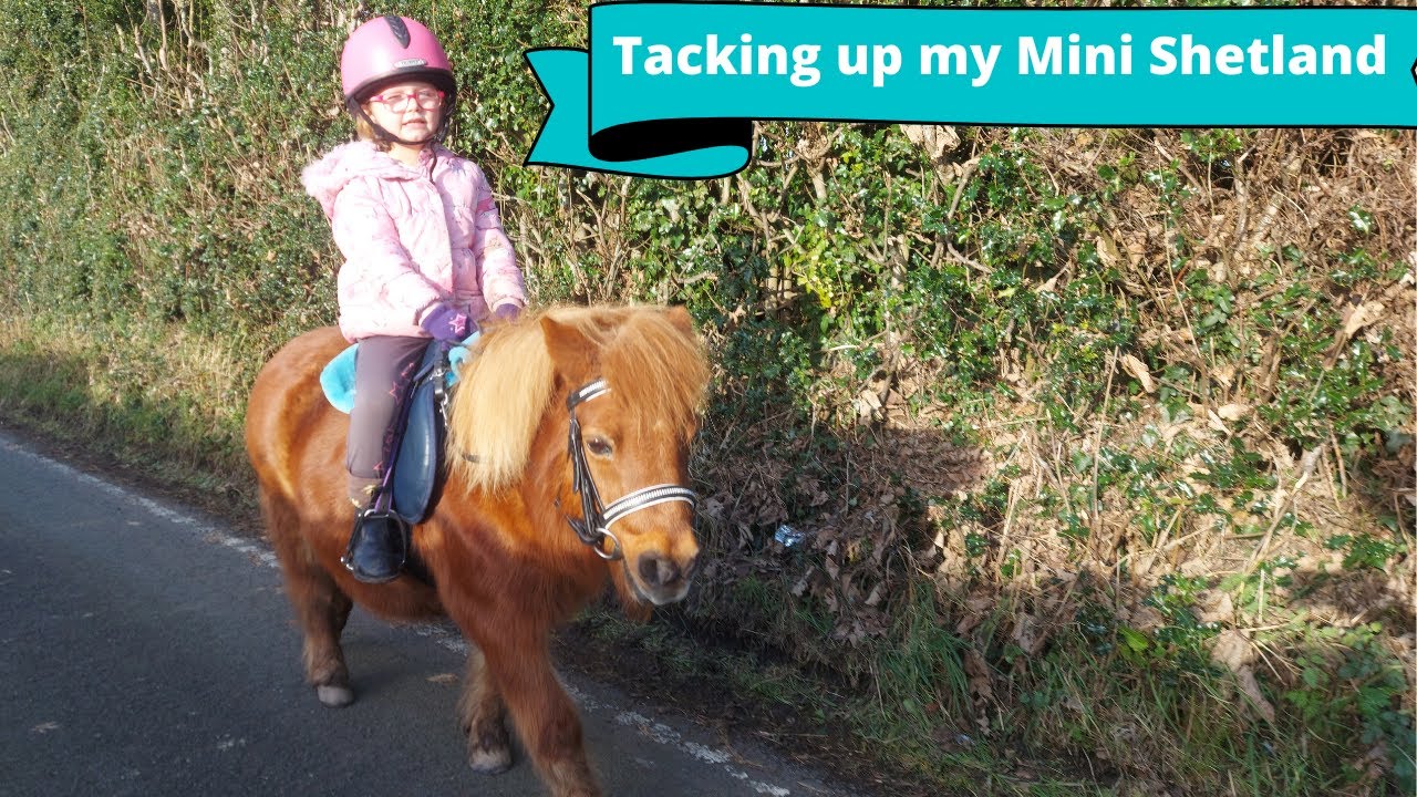 Tacking up my Miniature Shetland Pony | Pony Fun - YouTube