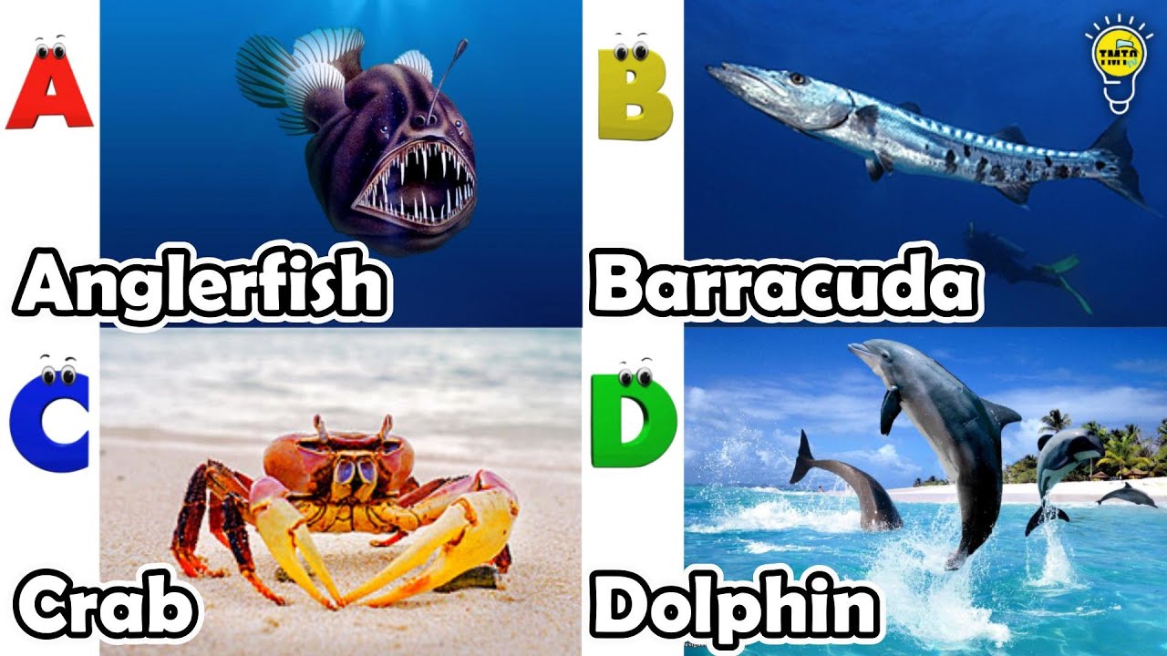ABC Sea Animals song | Learn Alphabets | English and Animals for Kids ...