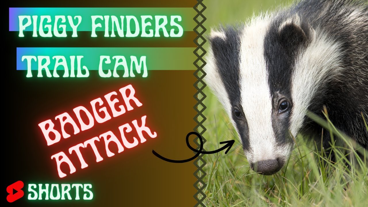 PIGGY FINDERS - FUNNY ANIMALS - CHEEKY BADGER ATTACK - YouTube