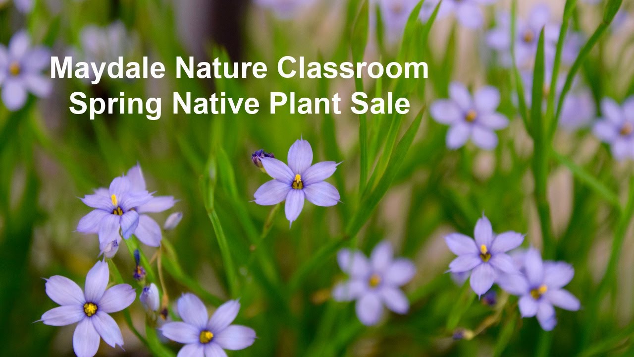 Maydale Nature ClassroomSpring Native Plant Sale - YouTube