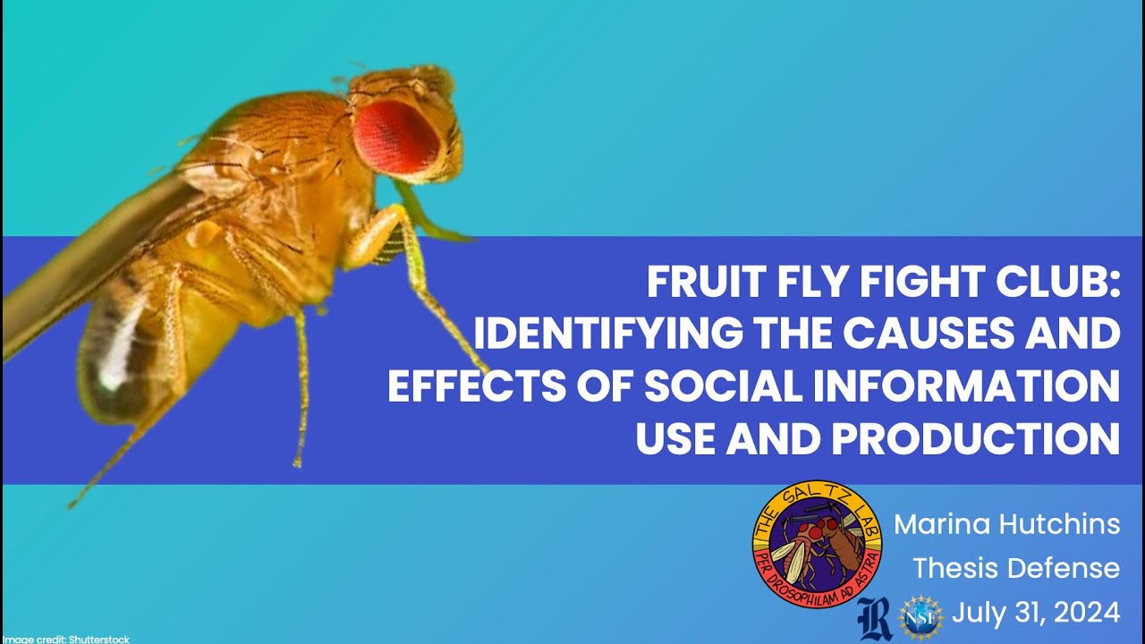 Marina Hutchins Ph.D Thesis Defense - Fruit Fly Fight Club - YouTube