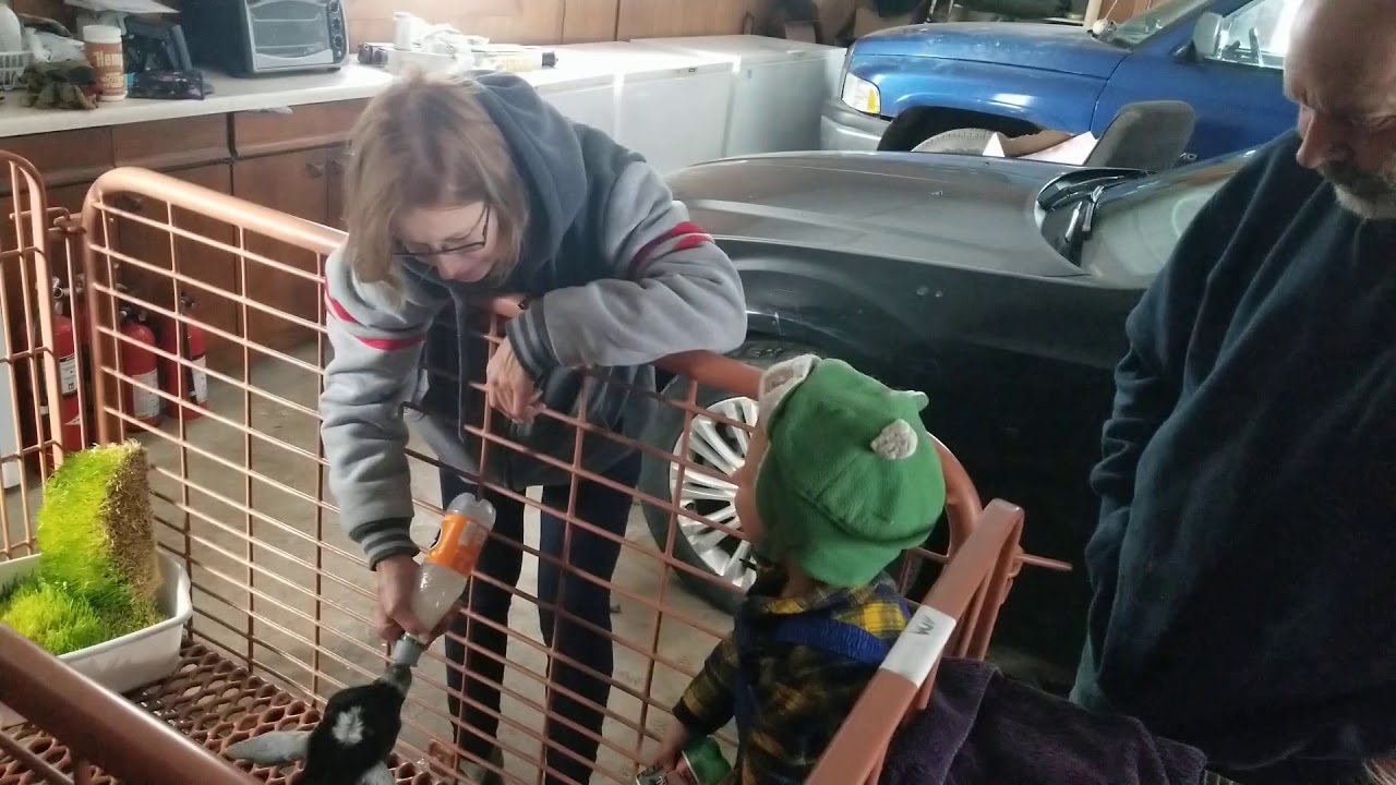 Weston feeding 5 week old goats - YouTube
