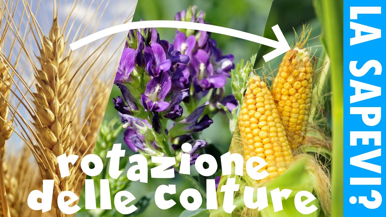 "La rotazione delle colture" - LA SAPEVI Ep.2 - YouTube