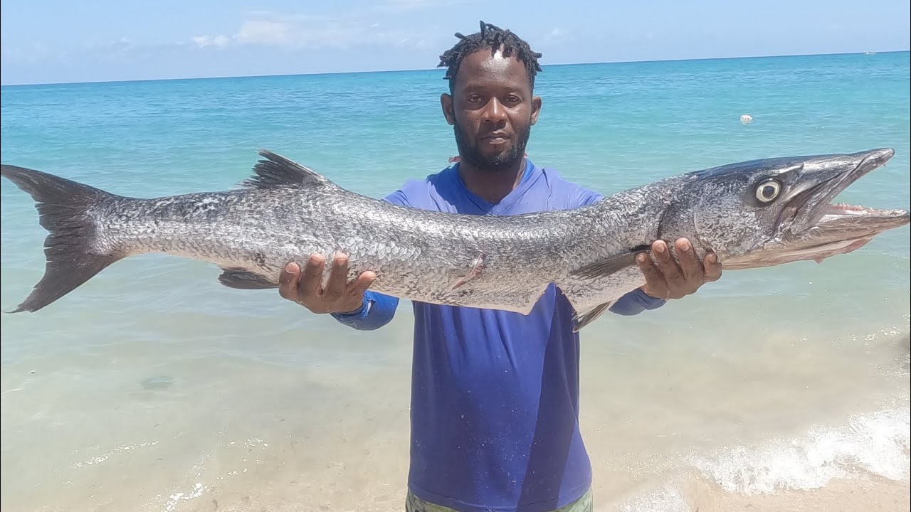 4K SUB Celebration | Spearfishing Giant Barracudas - Thanks everyone ...