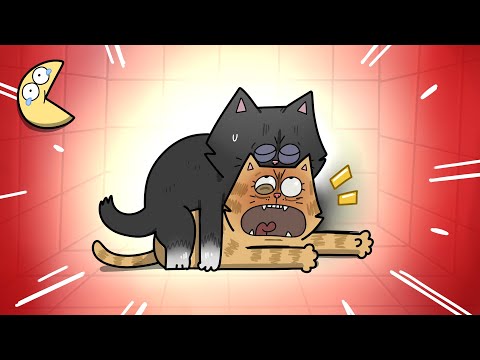 ALASAN KUCING SUKA TERIAK-TERIAK PAS KAWIN