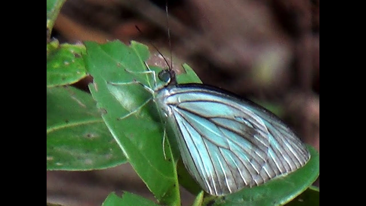 Common Wanderer Butterfly - YouTube
