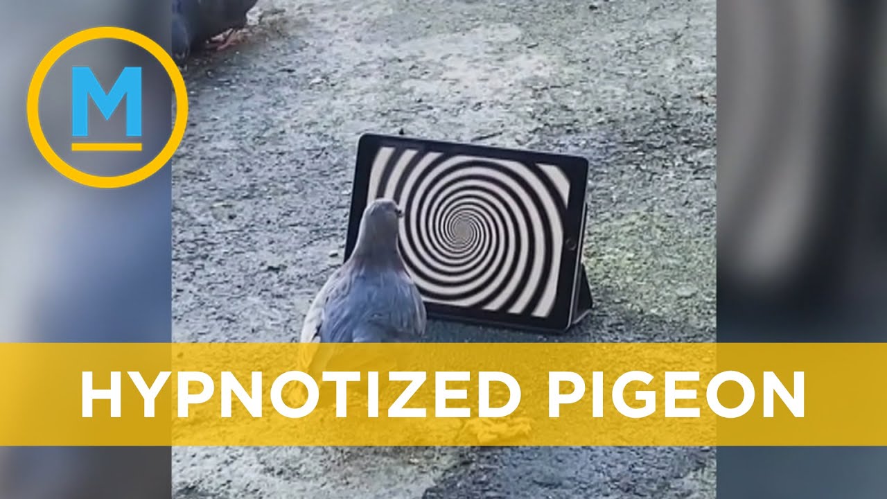 Park pigeon can't stop staring at spinning optical illusion | Your ...