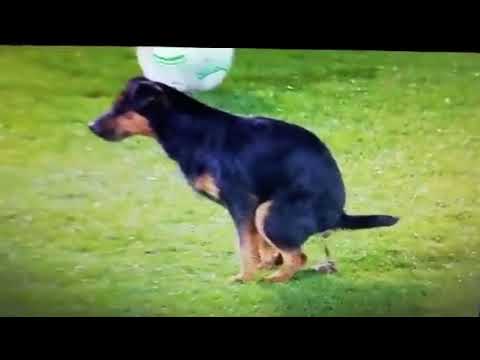 Partizan - Anorthosis maçında sahaya giren köpek kakasını yapıp çıktı