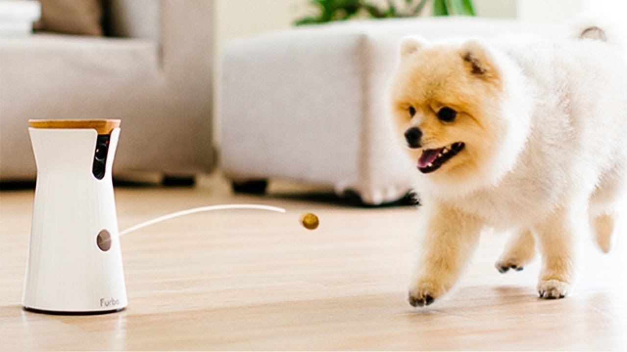 Amazing Inventions For Your Pets - YouTube