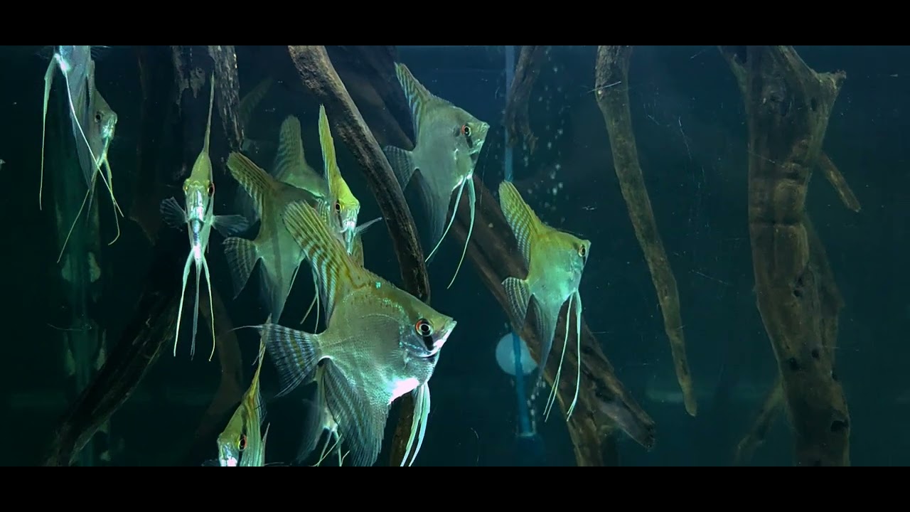 Sta. Isabel angelfish - YouTube