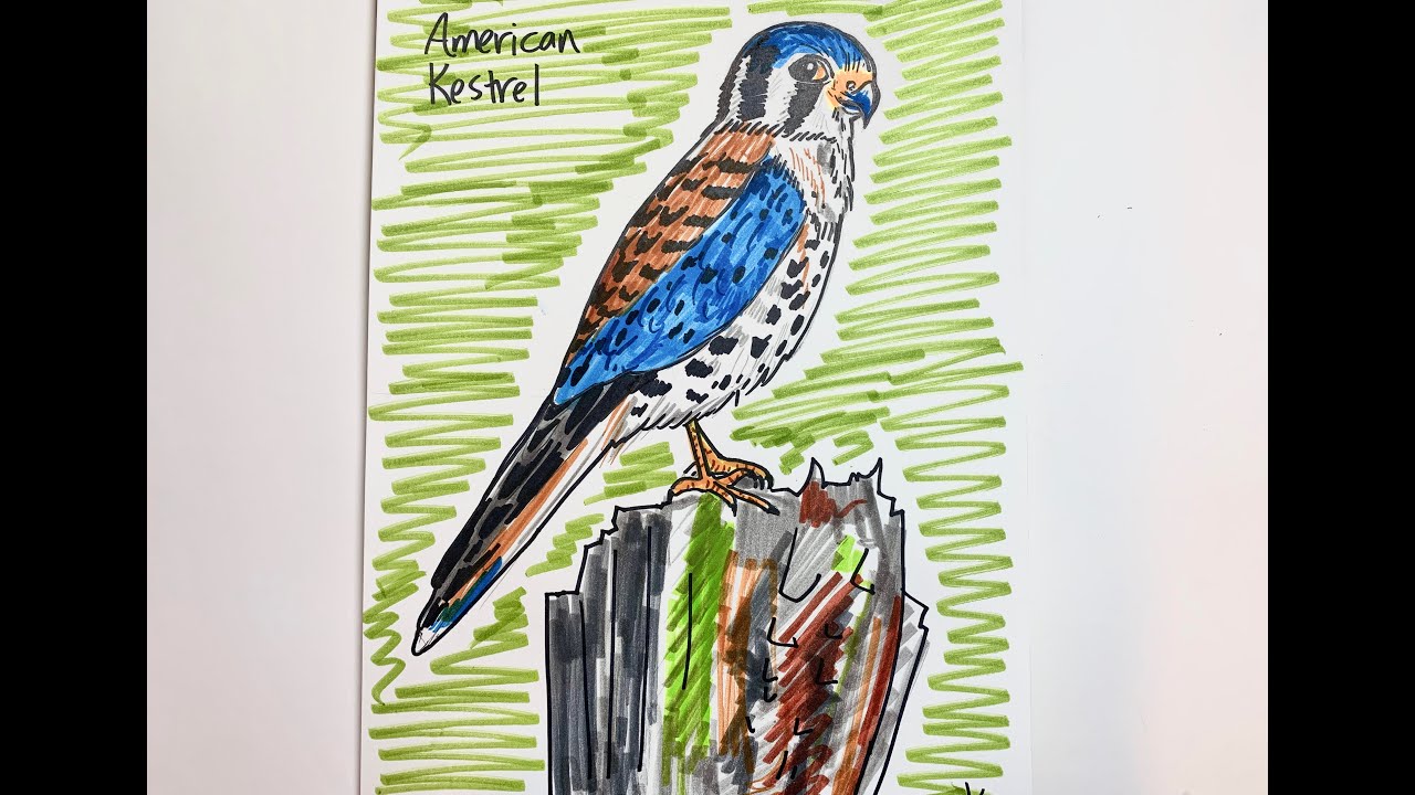 How to Draw an: American Kestrel - YouTube