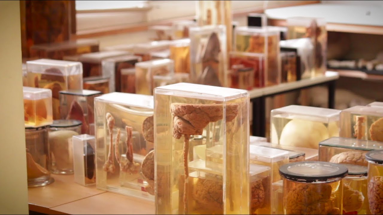 Body in pieces: saving medical collections (UCL) - YouTube