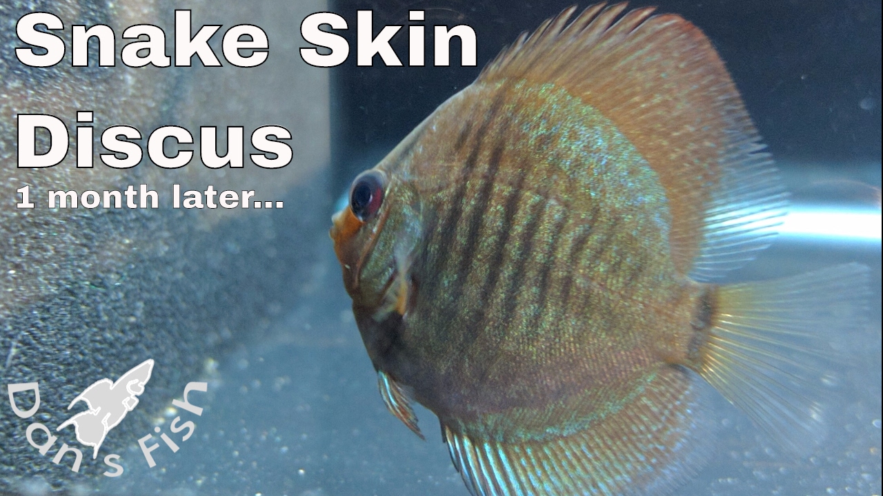 Snake Skin Discus ready for sale - YouTube