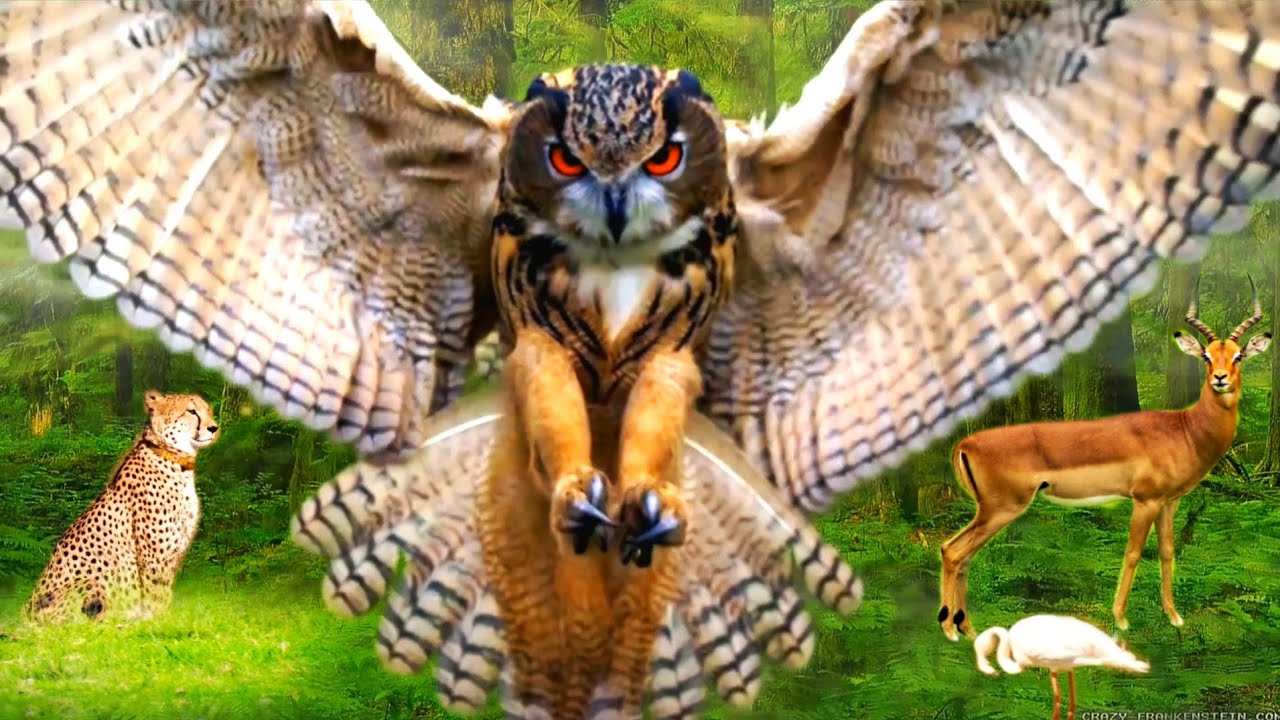 Beautiful Nature Animals | wild animals relaxing music | animals scene ...