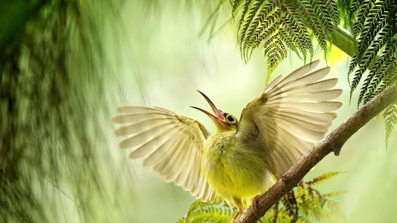 Bird Sounds Relaxation || Birds Chirping, Birds Singing || Nature ...
