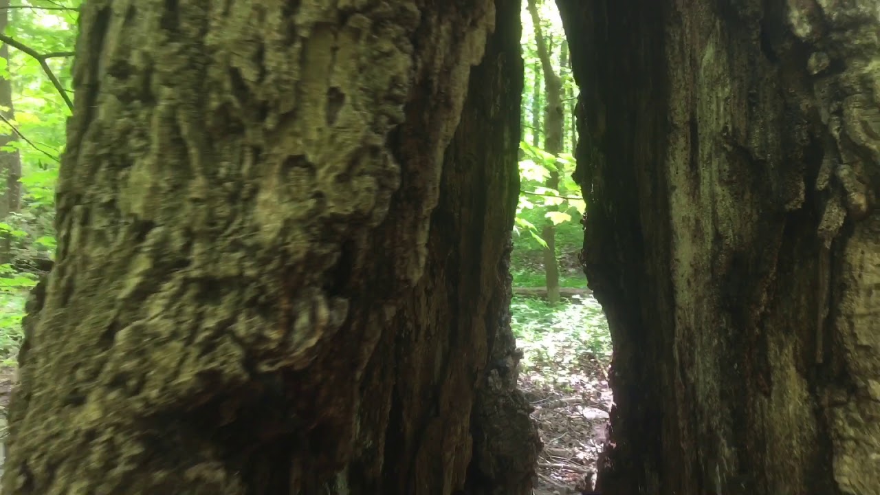 Wolf pond park Staten Island New York - YouTube