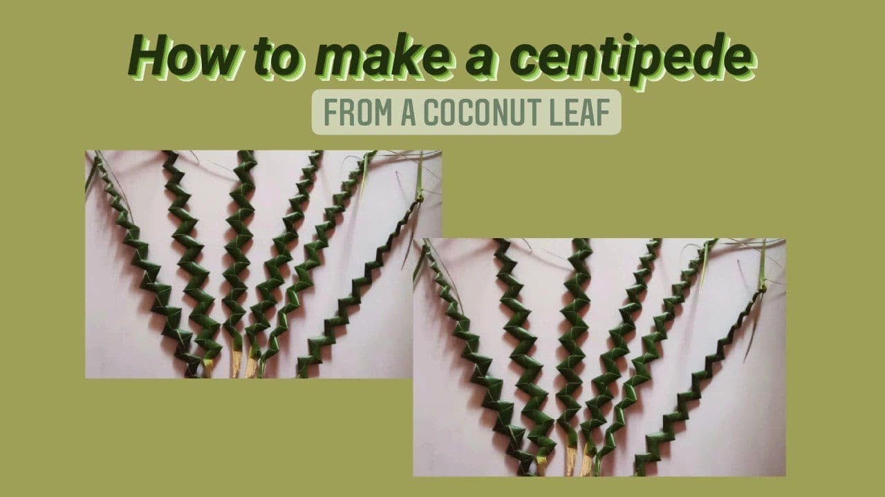 How to make a centipede from a coconut leaf - YouTube