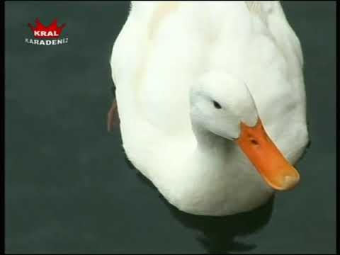 MUHAMMET ALİ  & İNTİZAR - SONBAHAR KRAL KARADENİZ