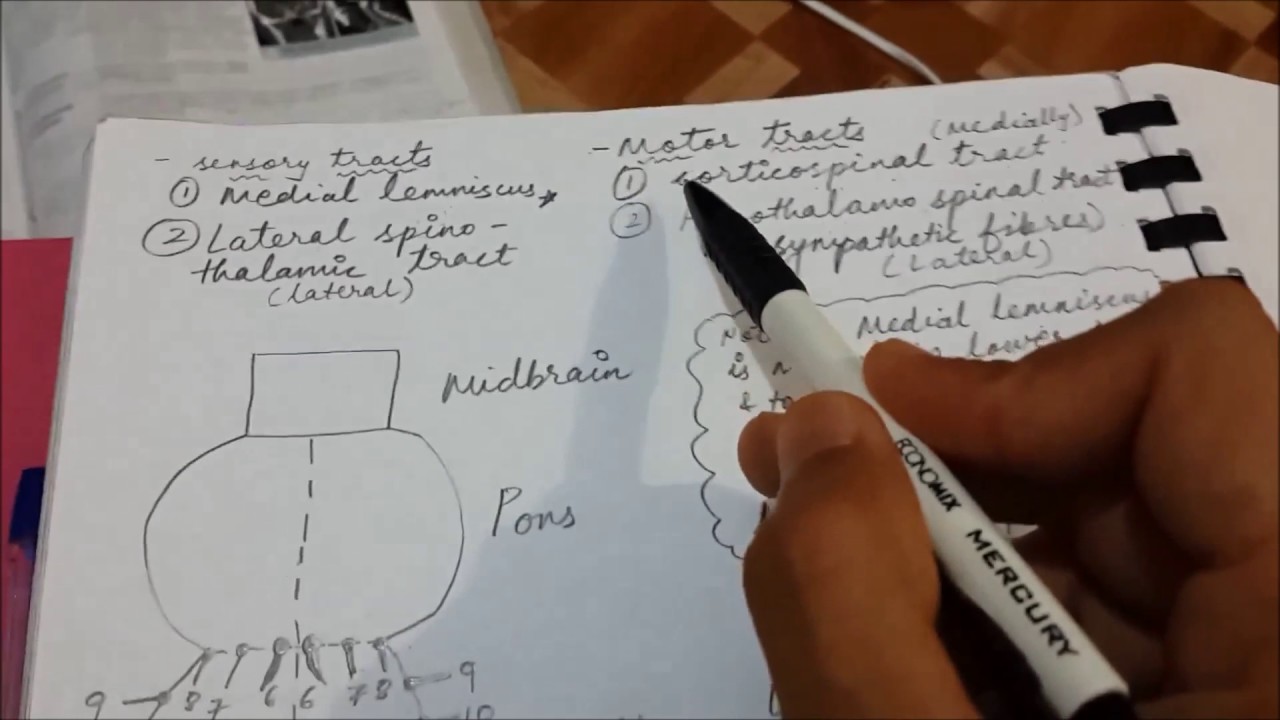NEUROLOGY- effects of stroke - part 1 | USMLE STEP 1 - YouTube