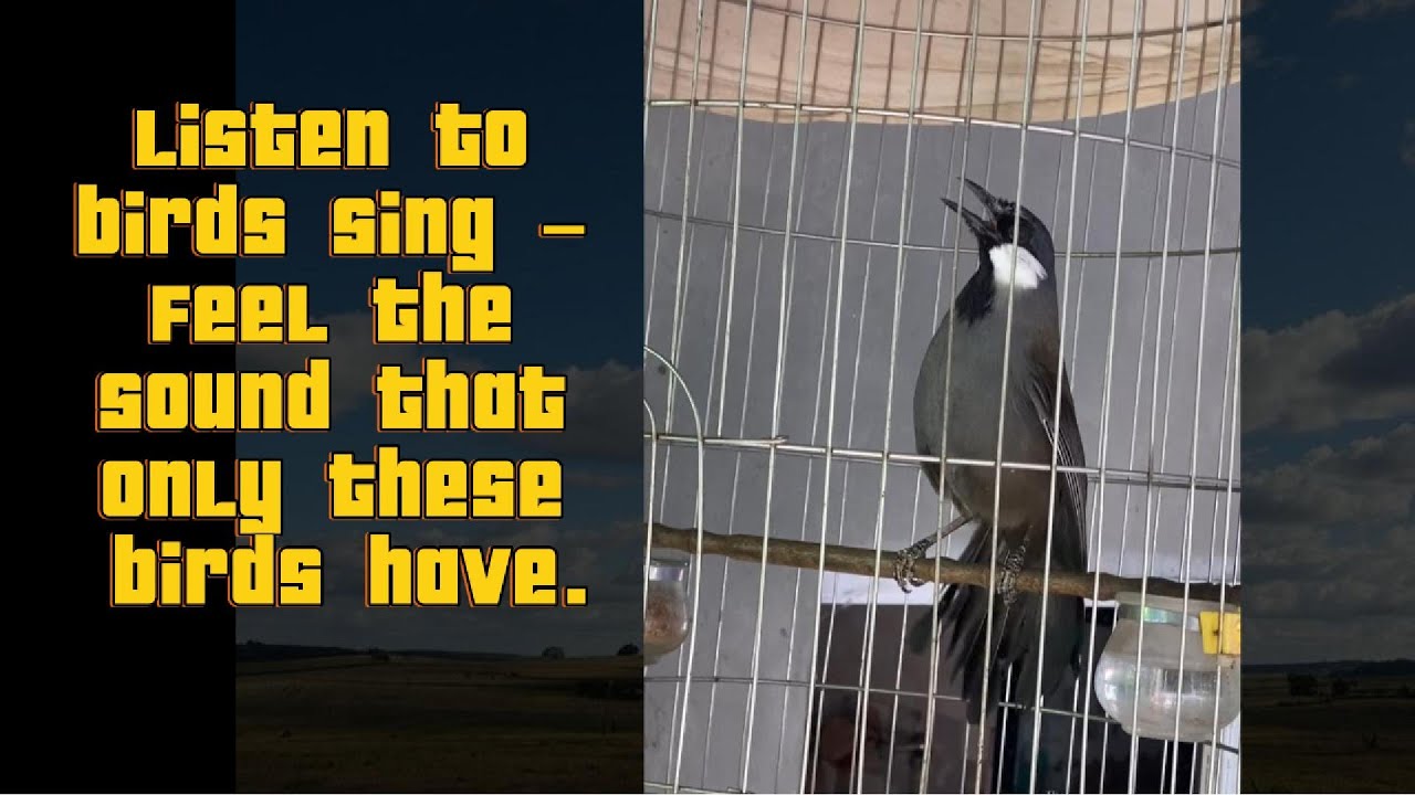 Listen to birds sing – Feel the sound that only these birds have. - YouTube