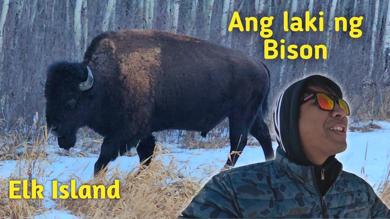 Isang araw na pamamasyal sa Elk Island at Edmonton |Bison Safari and ...