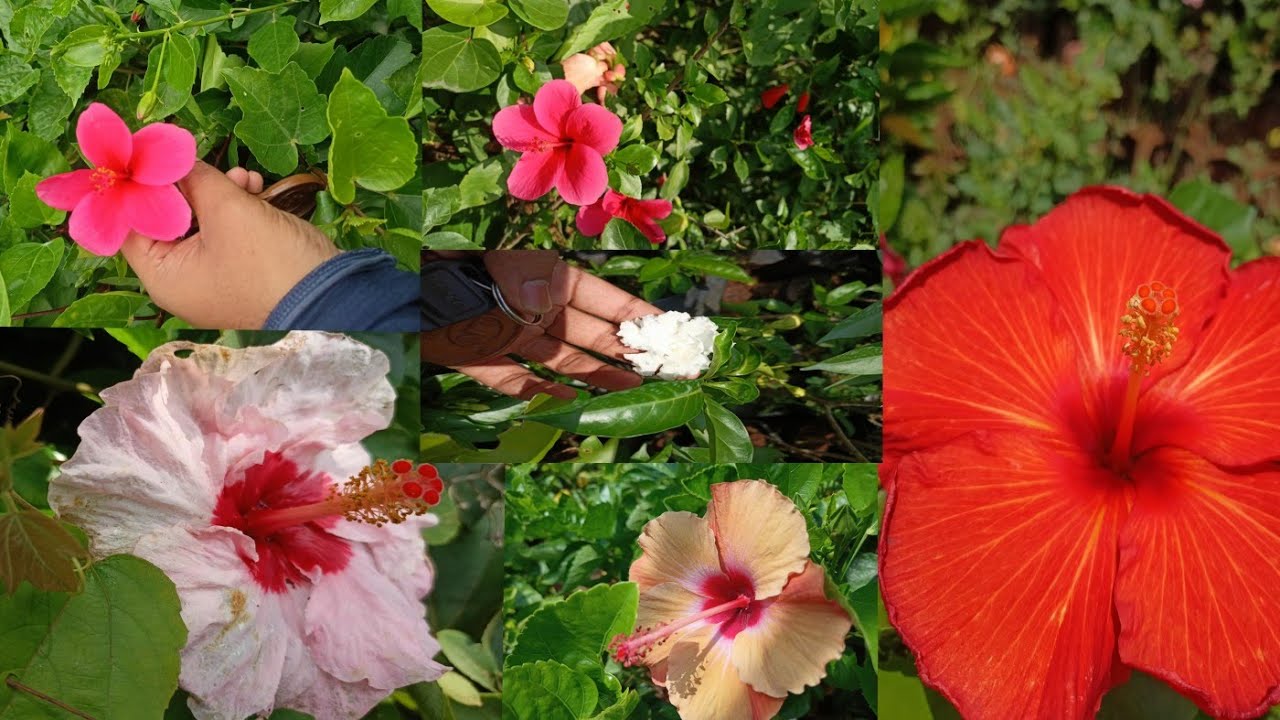 //plant narsari visit//famous narsari// ☘️🌱🌻🌹🪴 - YouTube