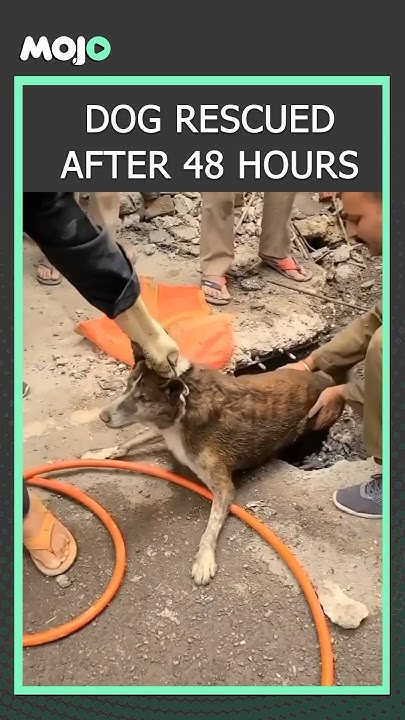 Viral Video | Delhi Fire Service Heroes Rescue A Dog Stuck In A Drain For 48 Hours #Viral #delhi ...