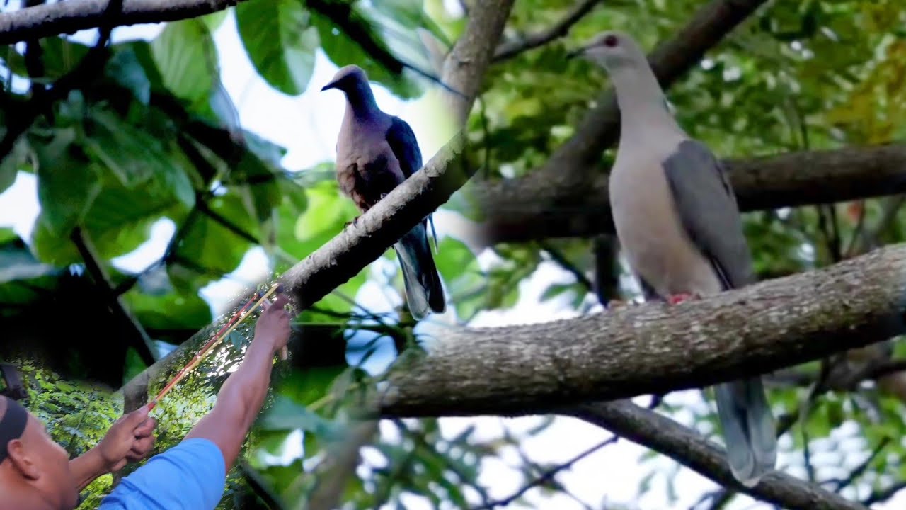 sling shot bird hunting in the hills - how to make sling shot - YouTube