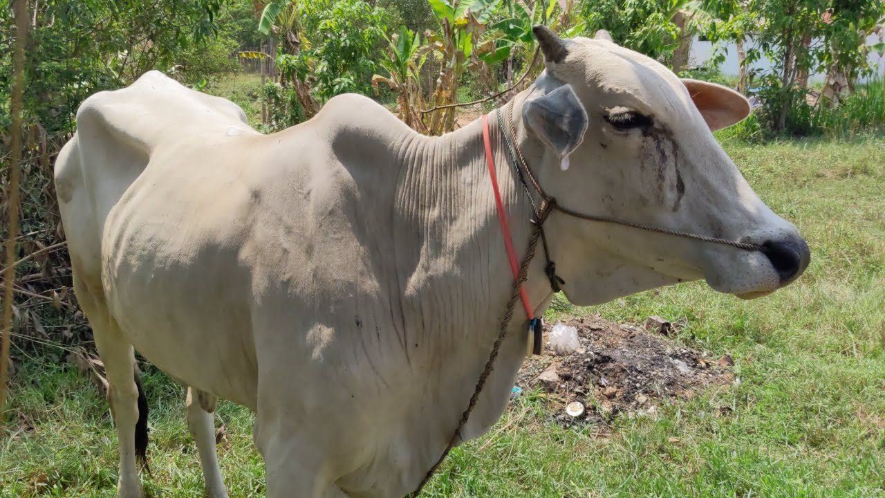 Playing with cow #cow - YouTube