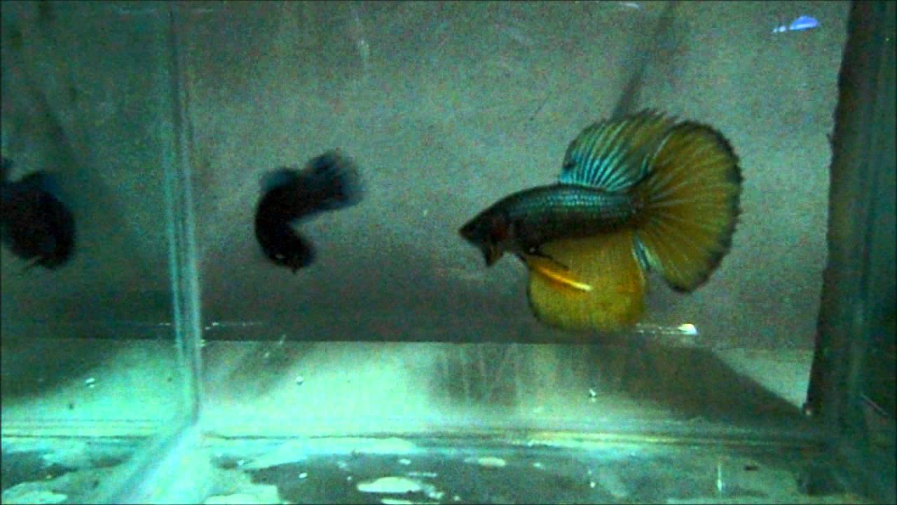 betta delta male - YouTube