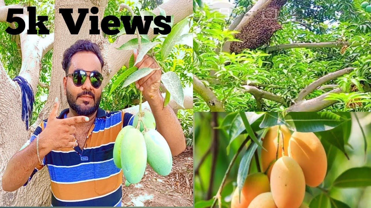 World famous Pakistani mango! Aam ka bag! Mango farm in Pakistan! Aam ...