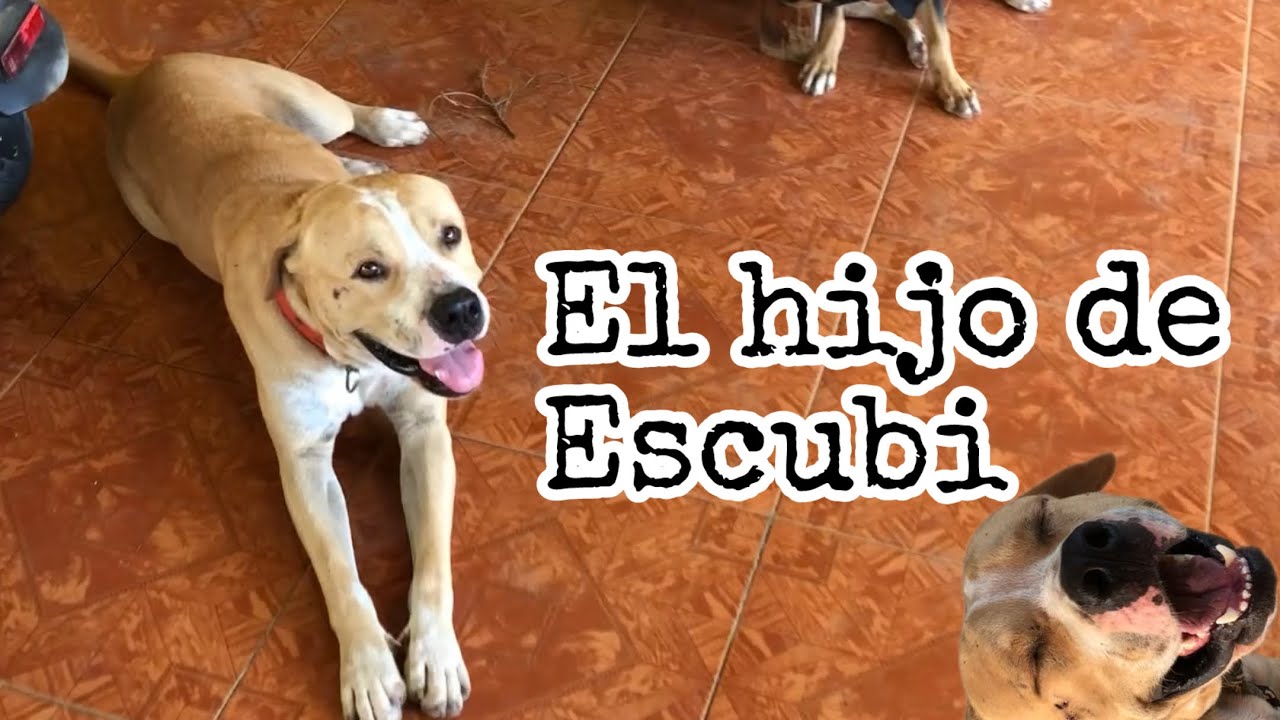 Escubi el perro estrella. Capítulo 4 El hijo de Escubi - YouTube
