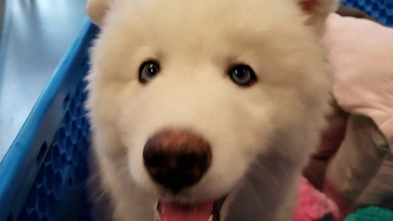 Husky Puppy Goes Shopping - YouTube