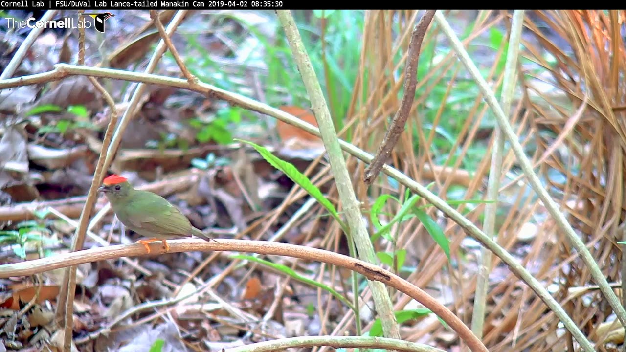 Immature Male Lance-tailed Manakin Practices Dancing – April 2, 2019 ...