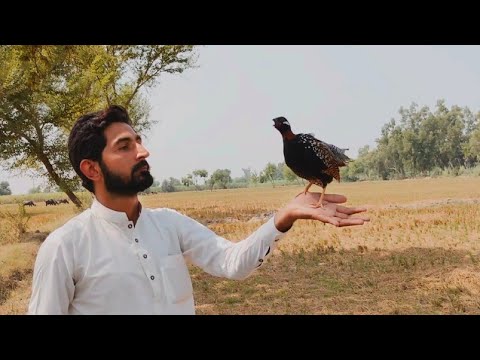 Kala Teetar ki Awaz | Black Francolin Most Beautiful video - YouTube