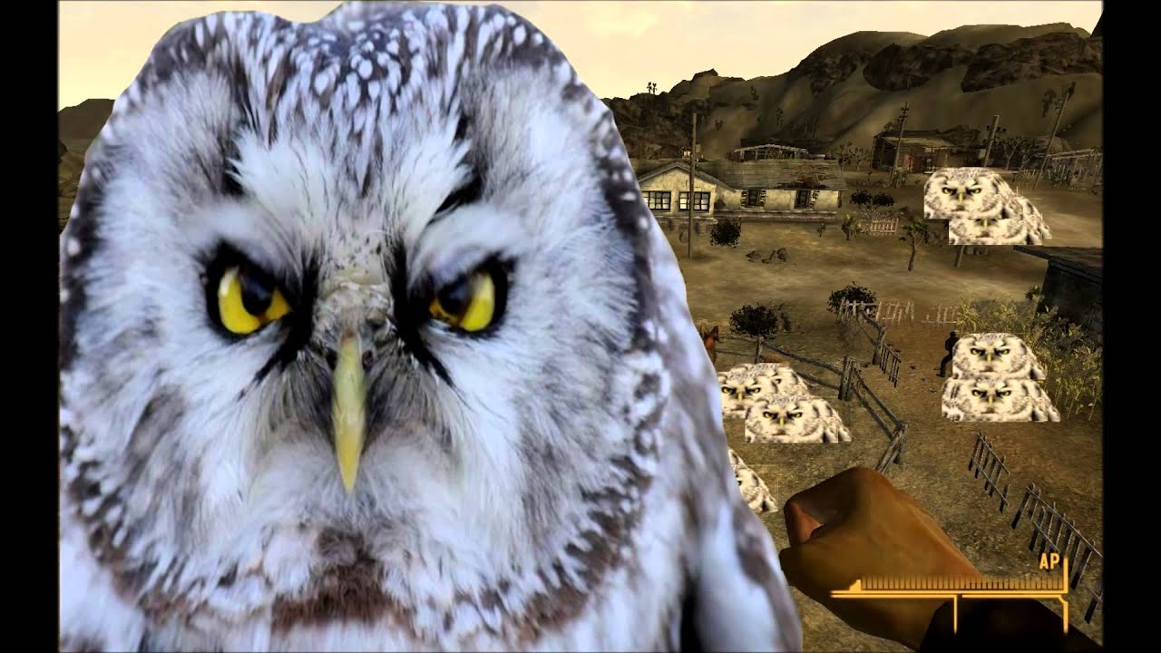 fallout owl - YouTube