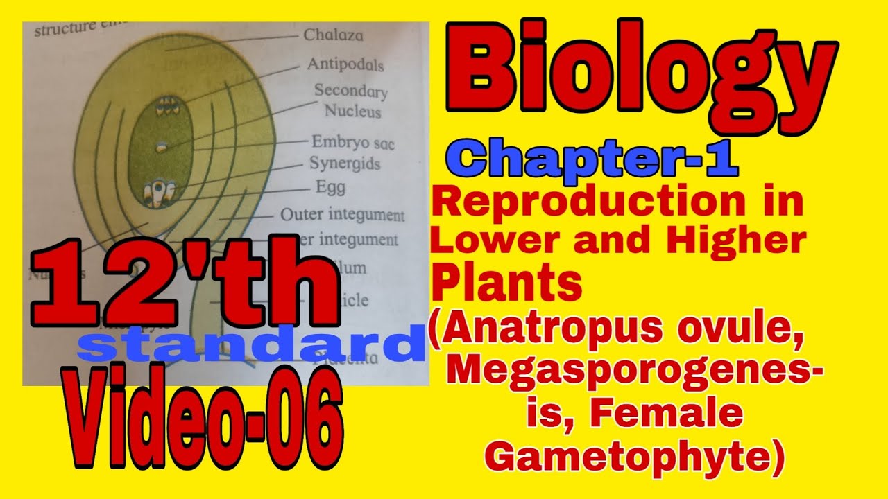 Anatropus ovule ,Megasporogenesis , development of female gametophyte ...