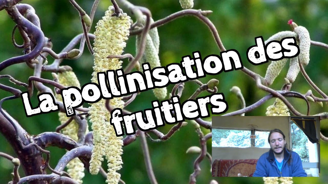 Arbres fruitiers : Pollinisation et Fructification - YouTube