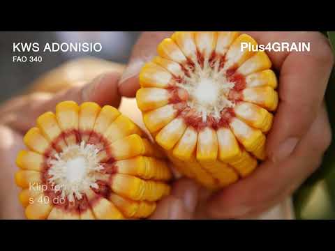 KWS ADONISIO - Plus4GRAIN novitet za 2024.