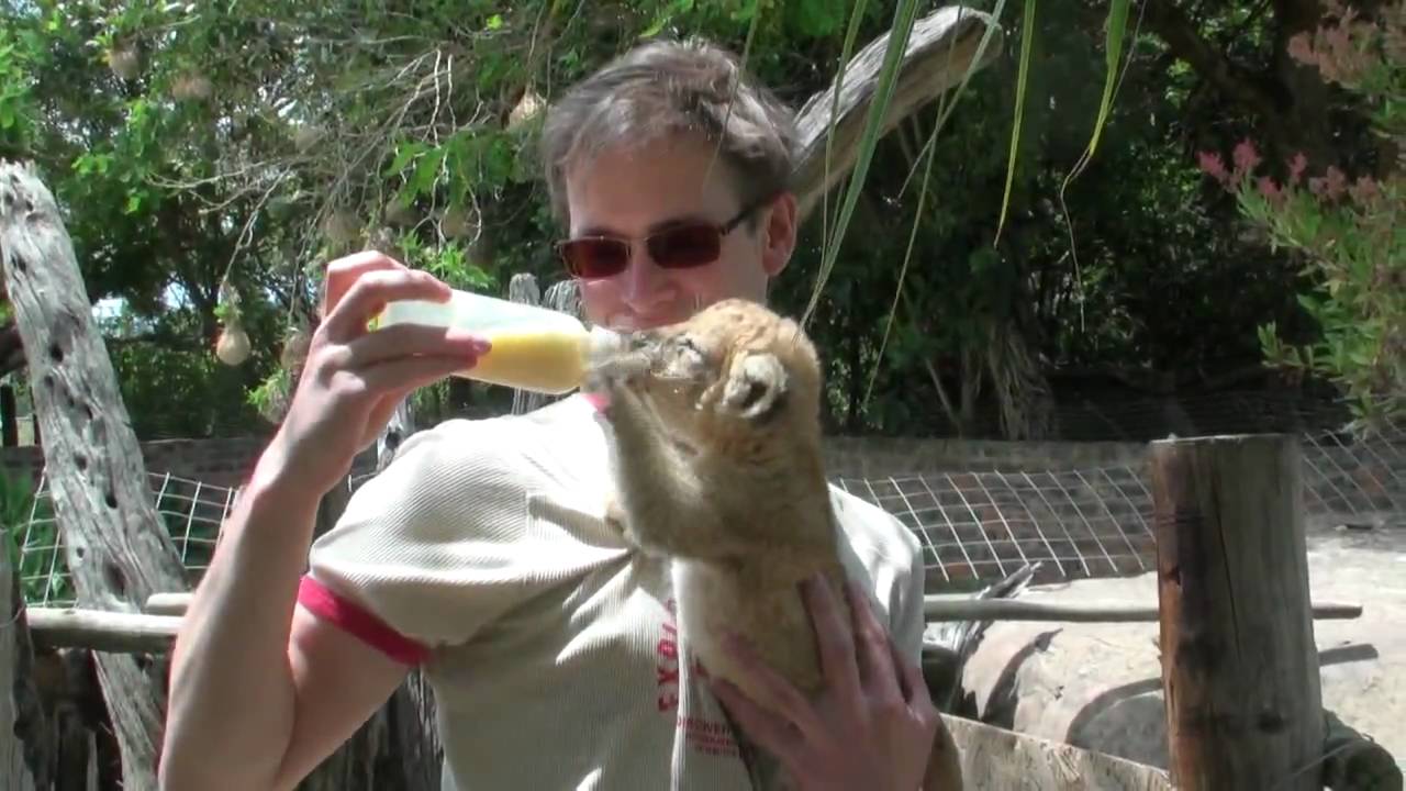 Addo Lion and Crocodile farm - YouTube