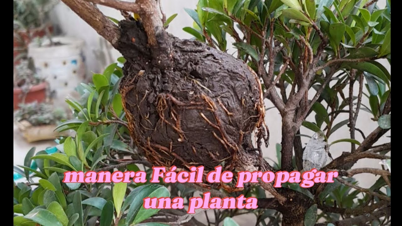 COMO CLONAR UNA PLANTA MEDIANTE EL ACODO AÉREO #clon #acodo #injerto ...