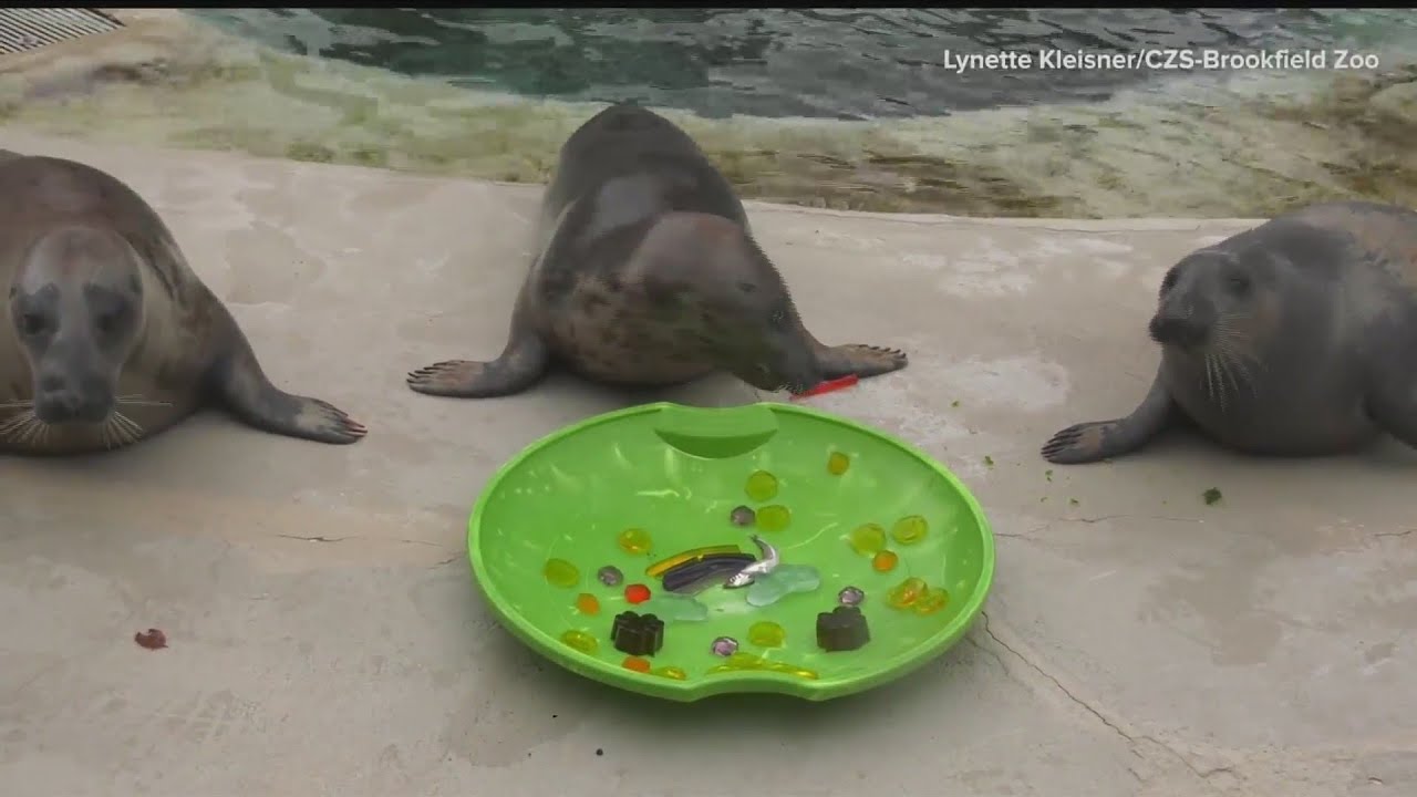 Zoo animals St. Patrick's Day EGV - YouTube