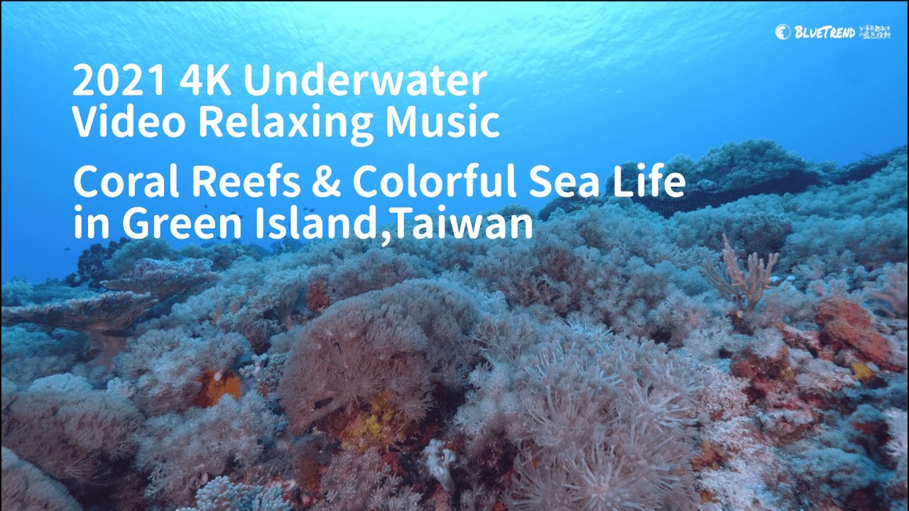 2021 4K Underwater video + Relaxing Music - Coral Reefs & Colorful Sea ...
