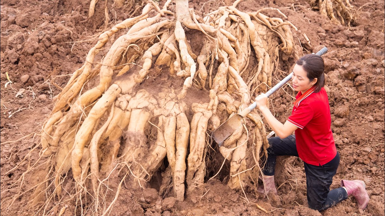 Harvest Kudzu Root (Earthen Ginseng Root) Go to the market Sell - How ...