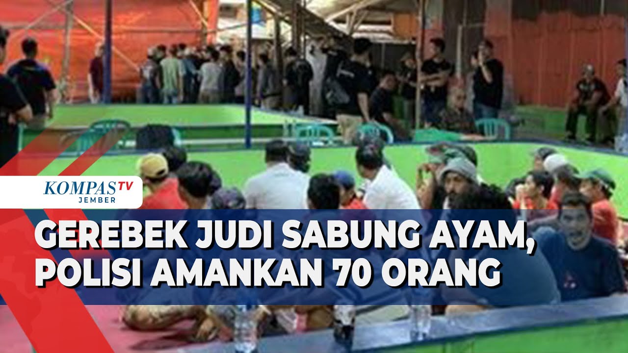 Polda Metro Jaya Gerebek Arena Judi Sabung Ayam! 70 Orang dan Barang ...